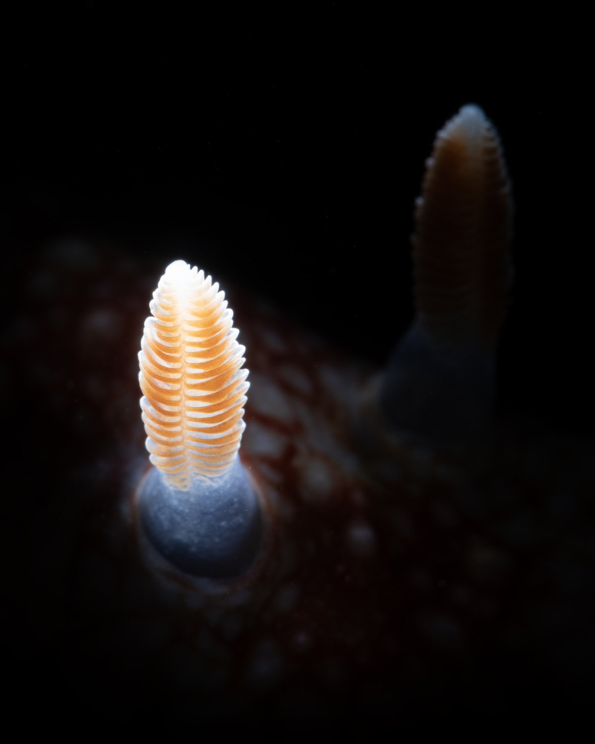 Underwater Macro photography - Scene