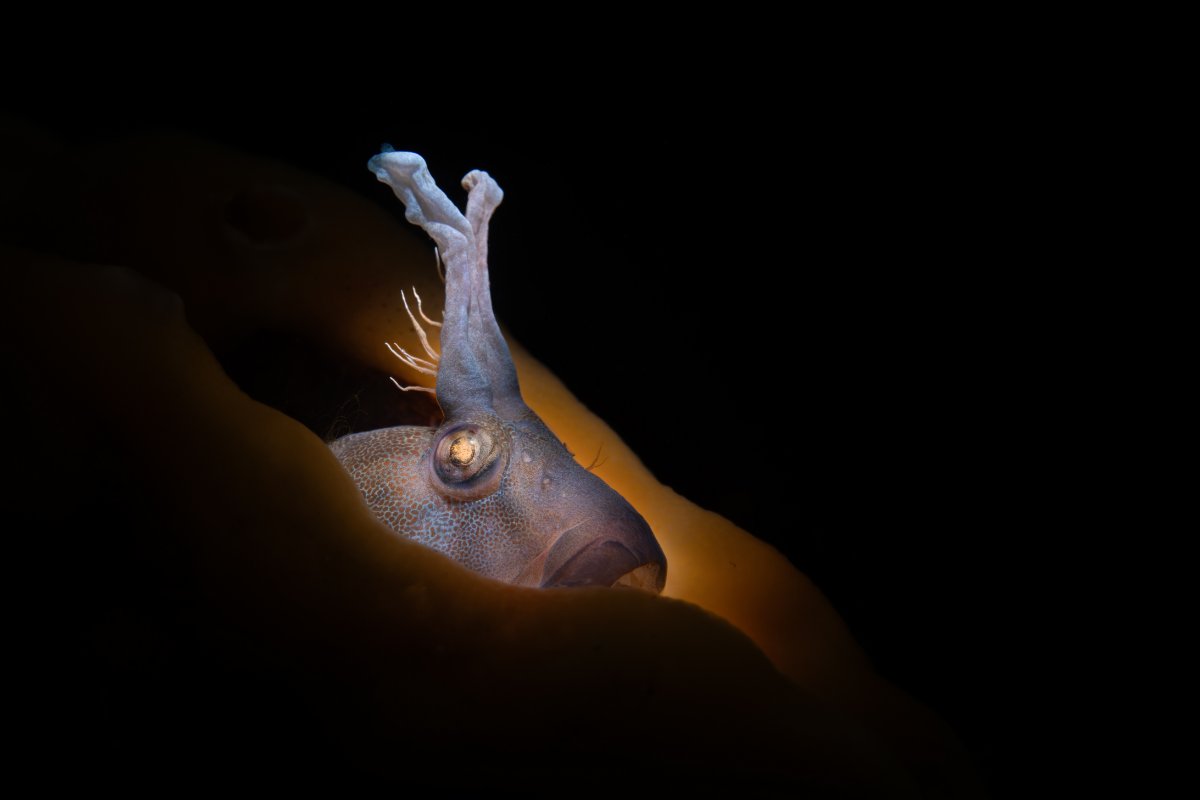 Underwater Macro photography - Scene