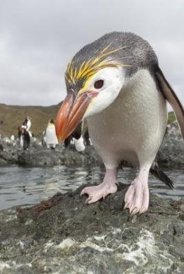 Best of Antarctica: Whale Discovery with Robin Moon - Scene