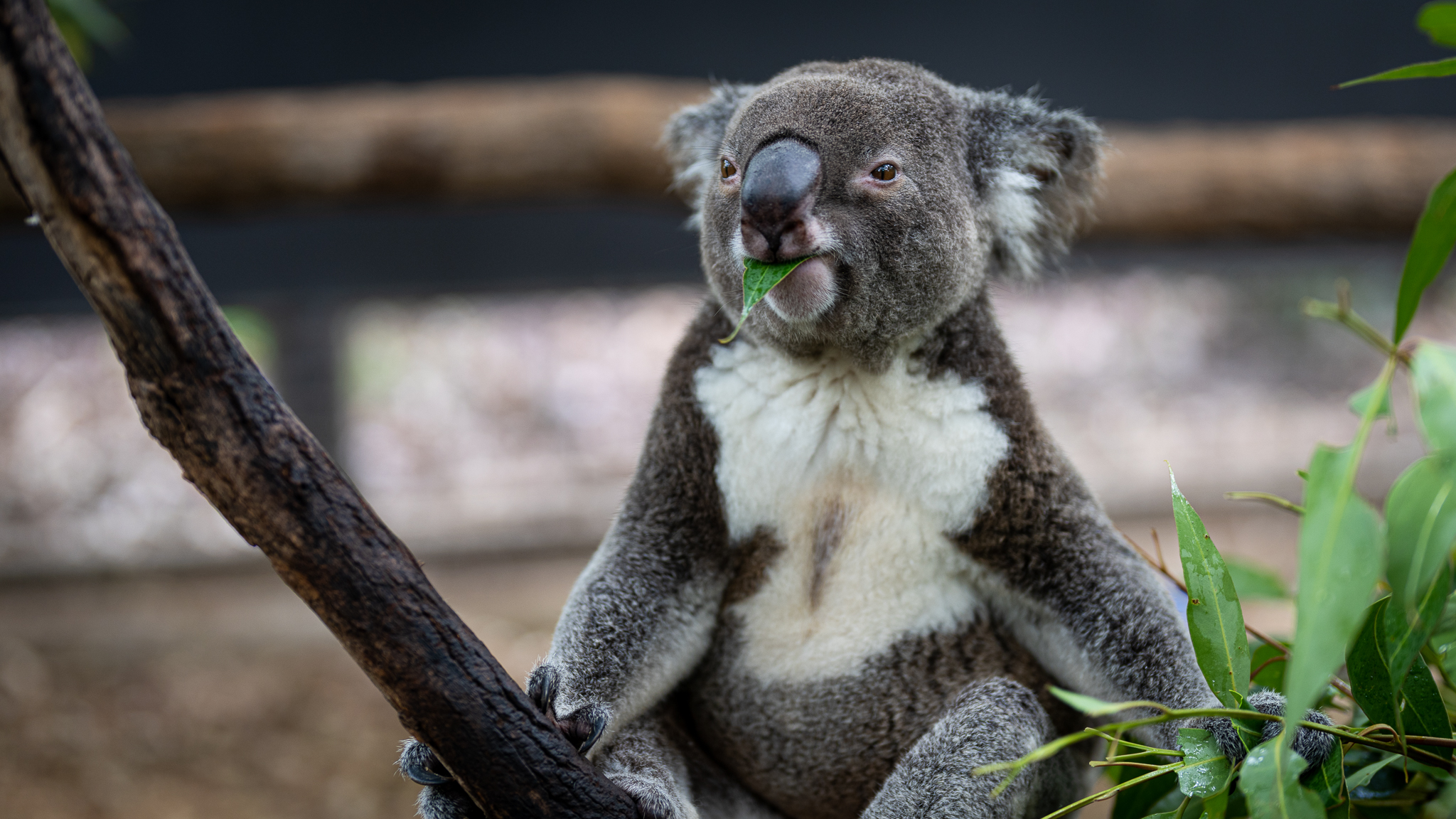 Sony Touch & Try at Lone Pine Koala Sanctuary - Scene