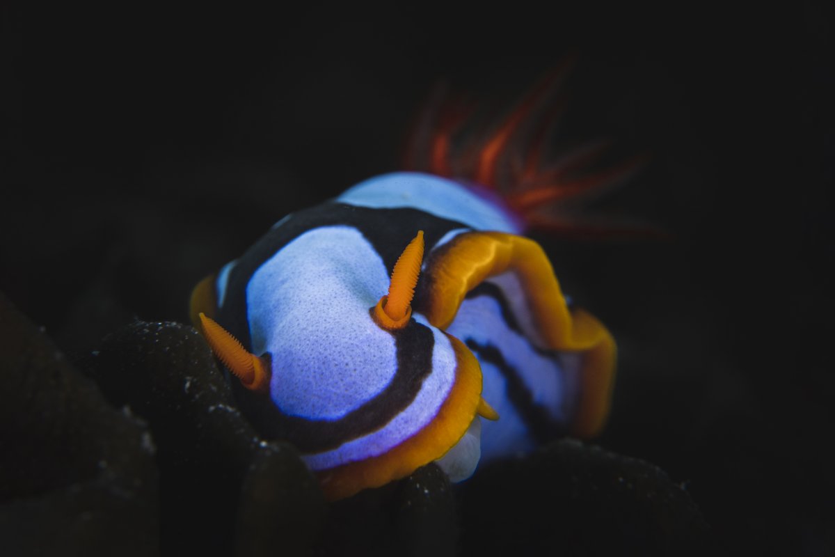 Underwater Macro photography - Scene