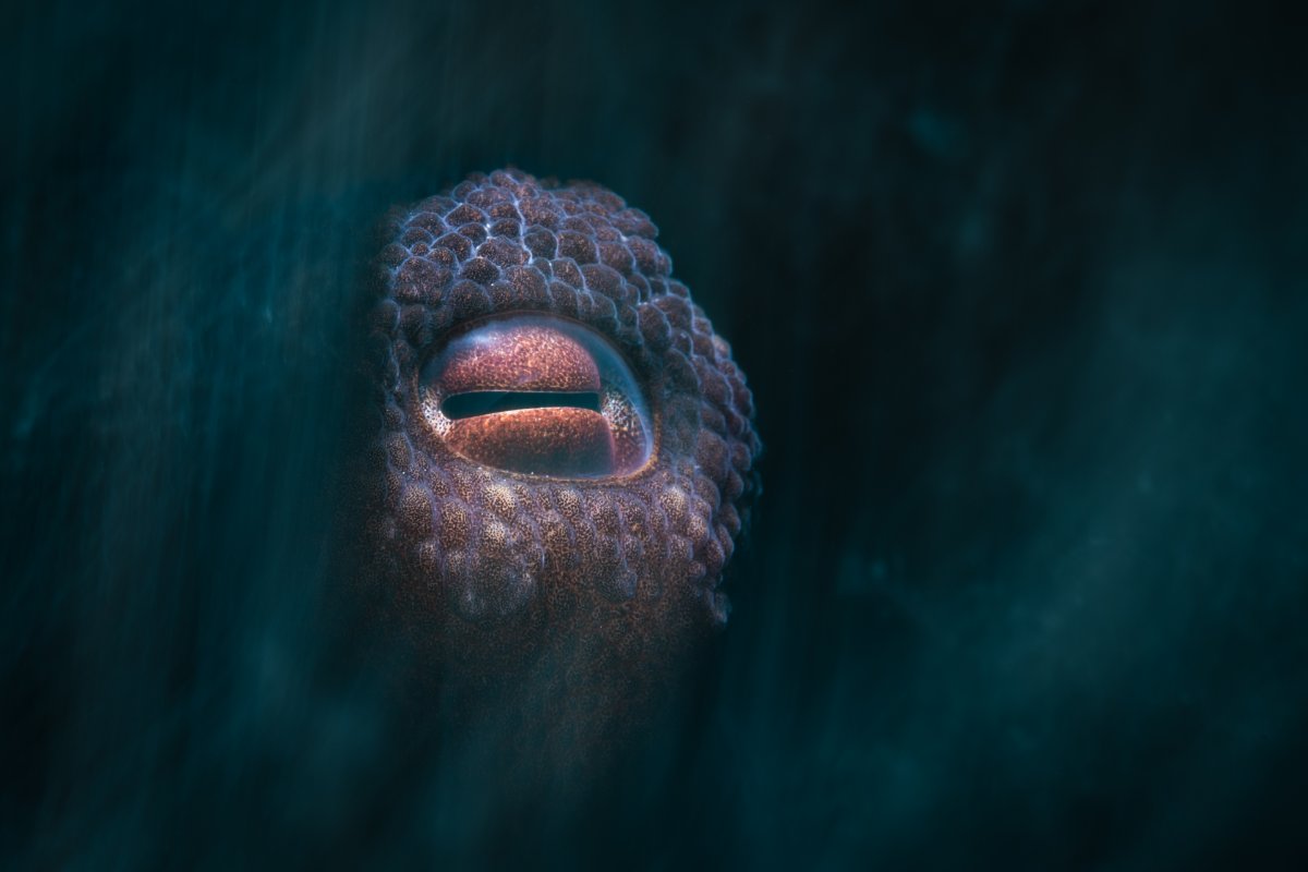 Underwater Macro photography - Scene