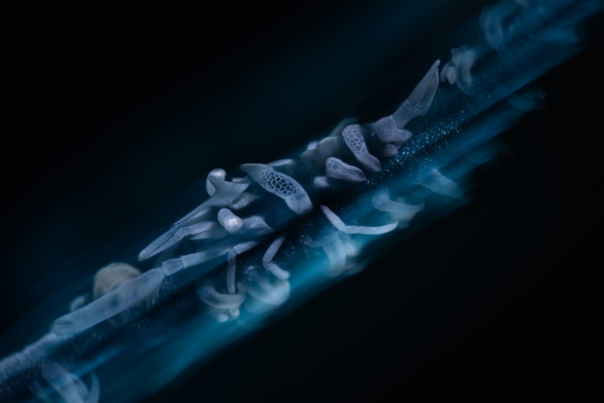 Underwater Macro photography - Scene