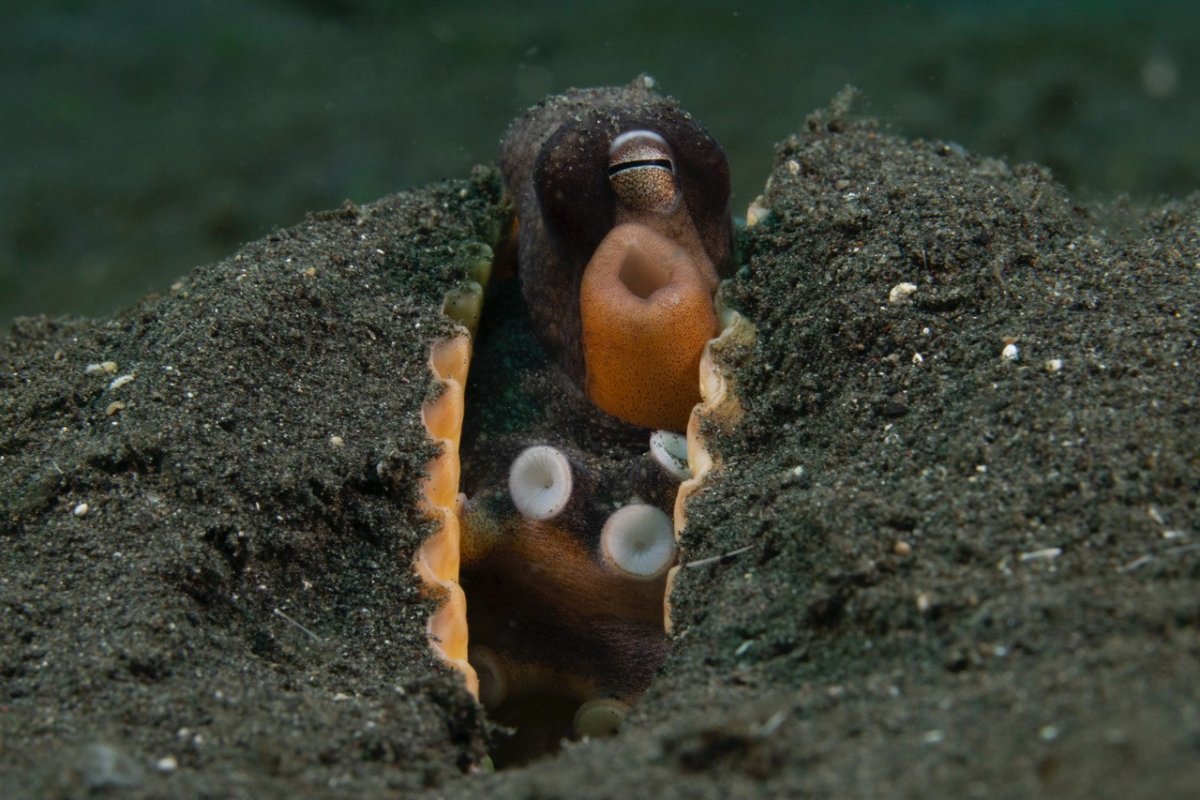 The Ultimate Guide to Sea Life Photography — From My Lens to Yours - Scene